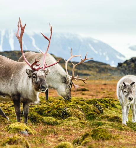Rudolph the red-nosed… caribou? | Up Here Publishing