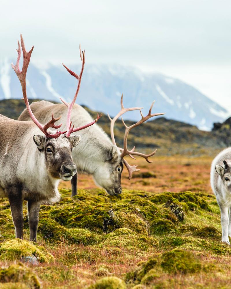 Rudolph the red-nosed… caribou? | Up Here Publishing
