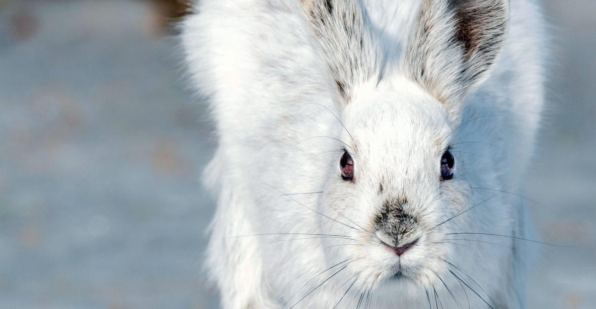 Hare, There… and Everywhere | Up Here Publishing